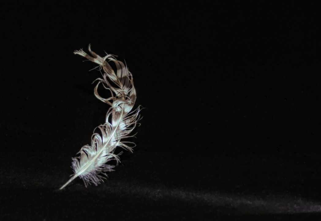 Curling feathers - Other Cool Photos - Topaz Discussion Forum