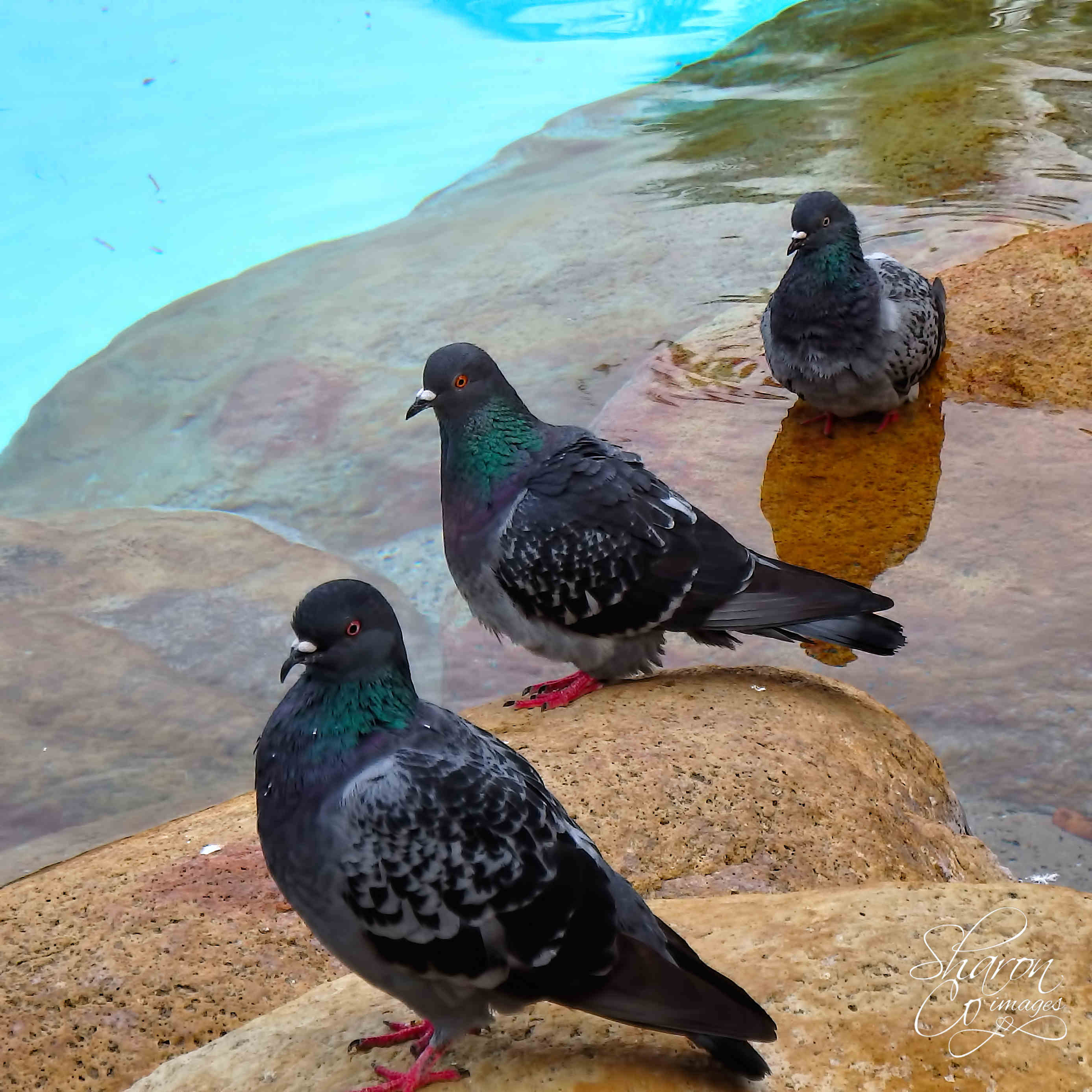 3 Pigeons, 3 presets - People and Animals - Topaz Community