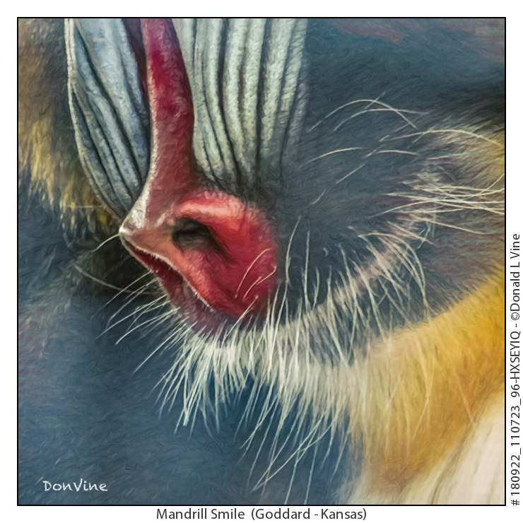 Mandrills are most threatened by their use as bushmeat - People and ...