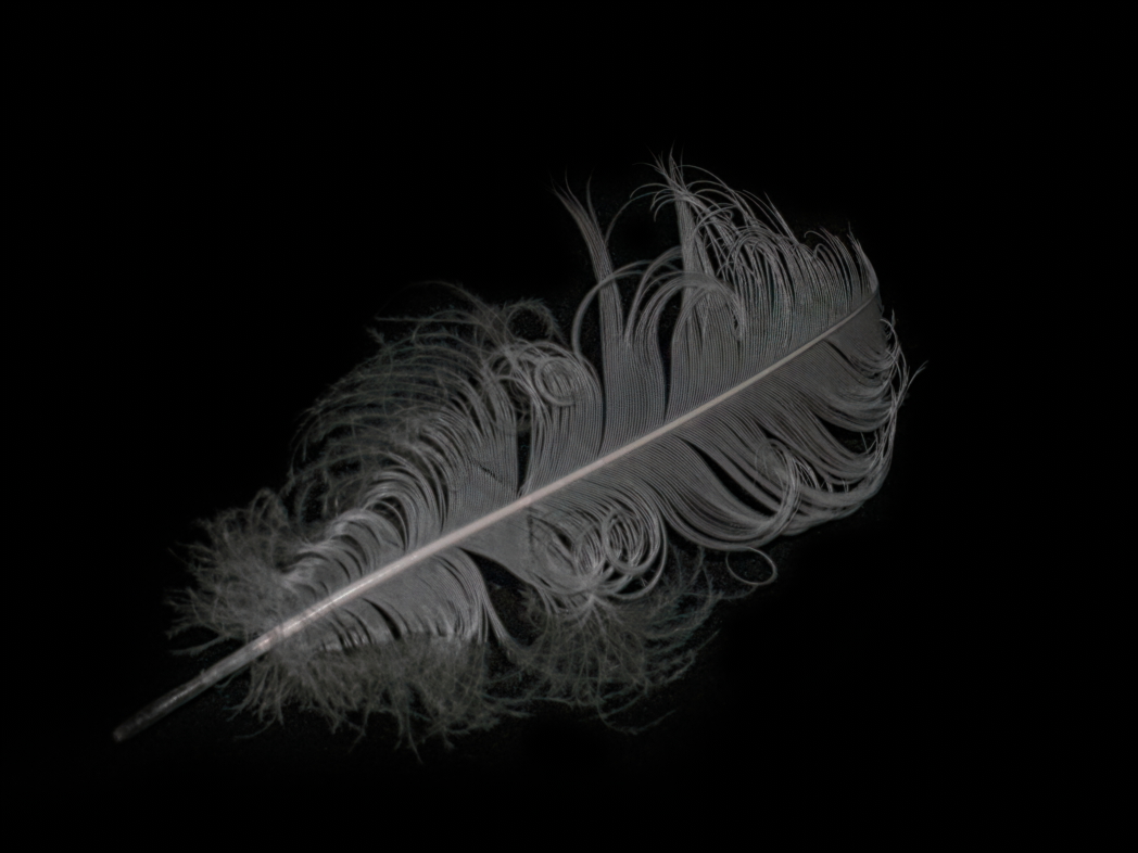 Curling feathers - Other Cool Photos - Topaz Discussion Forum