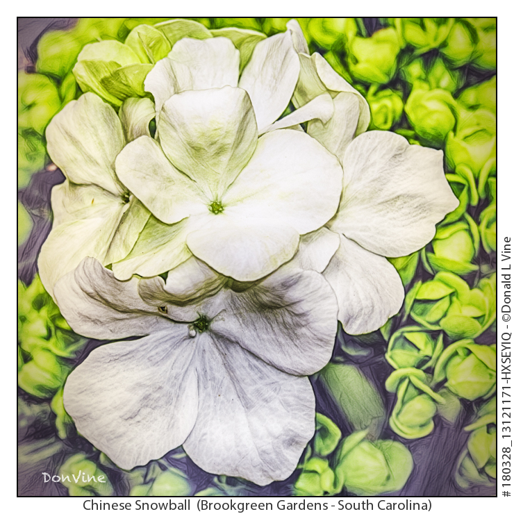 The 'Snowball" is the ball of green buds behind the blossoms - Other ...