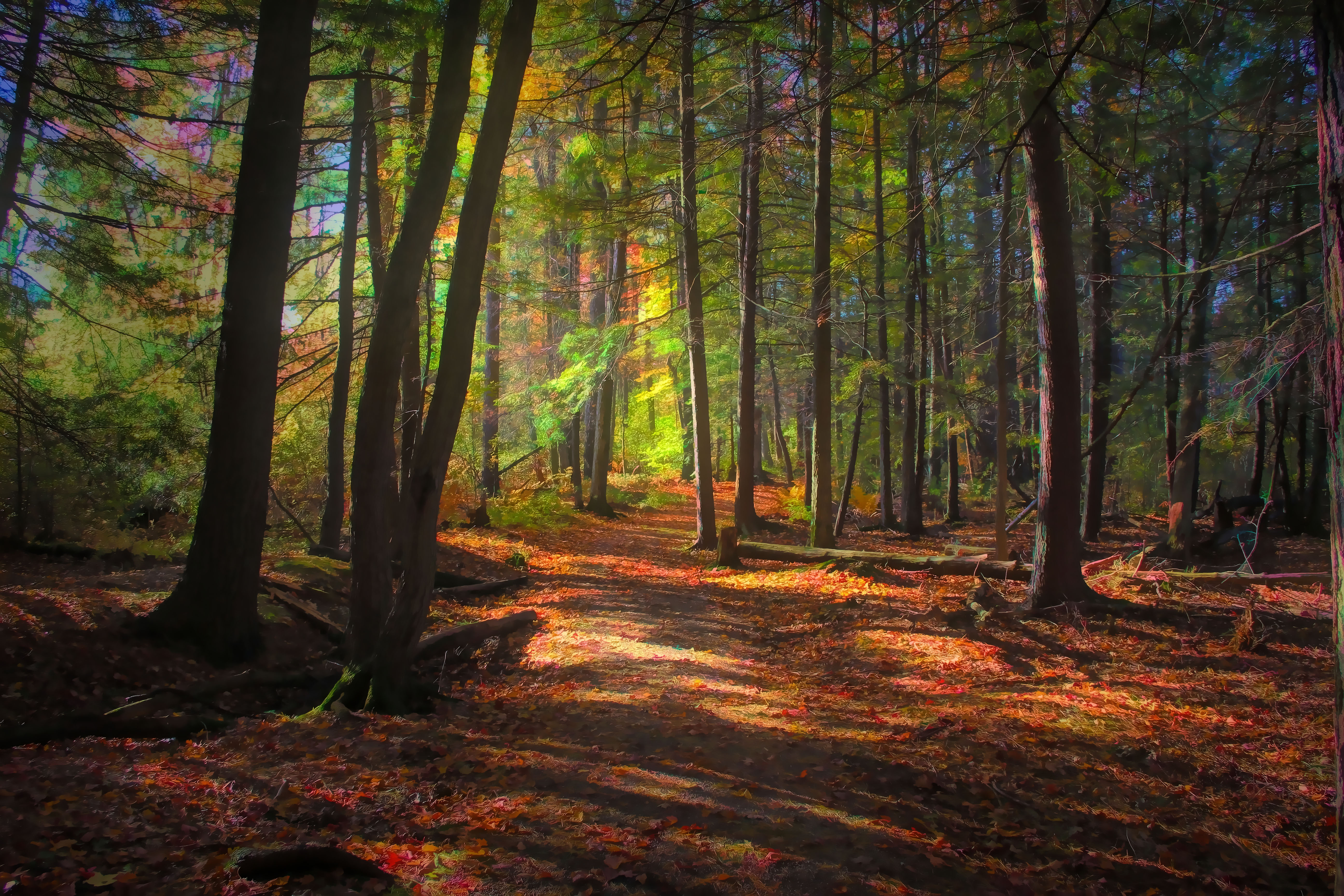 The Forest - Scenery and Architecture - Topaz Community
