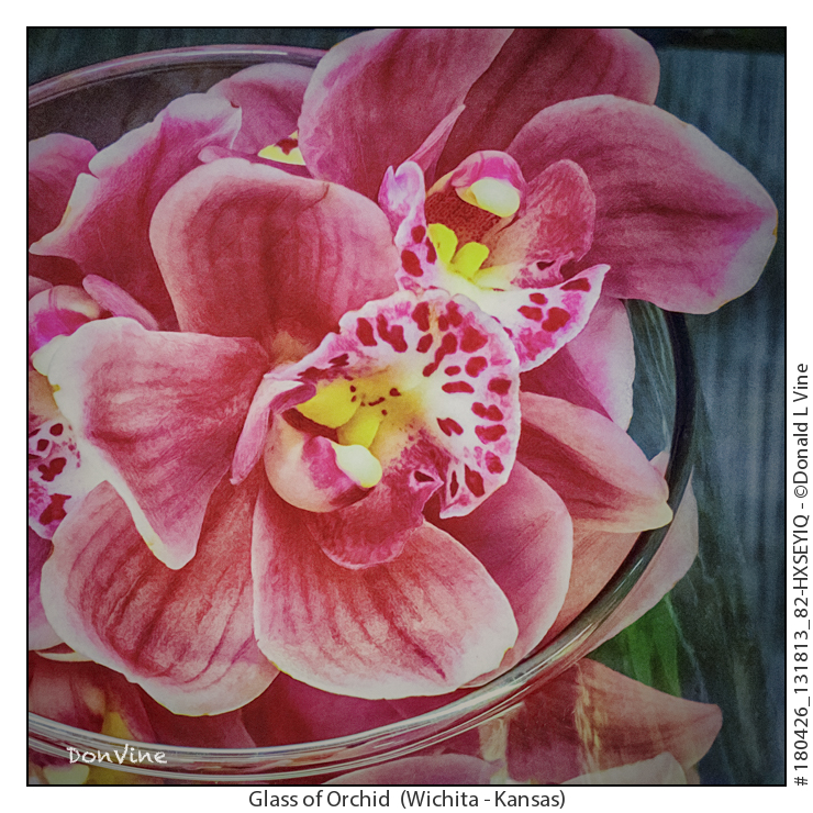 Not to be confused with an Orchid Martini - Other Cool Photos - Topaz ...